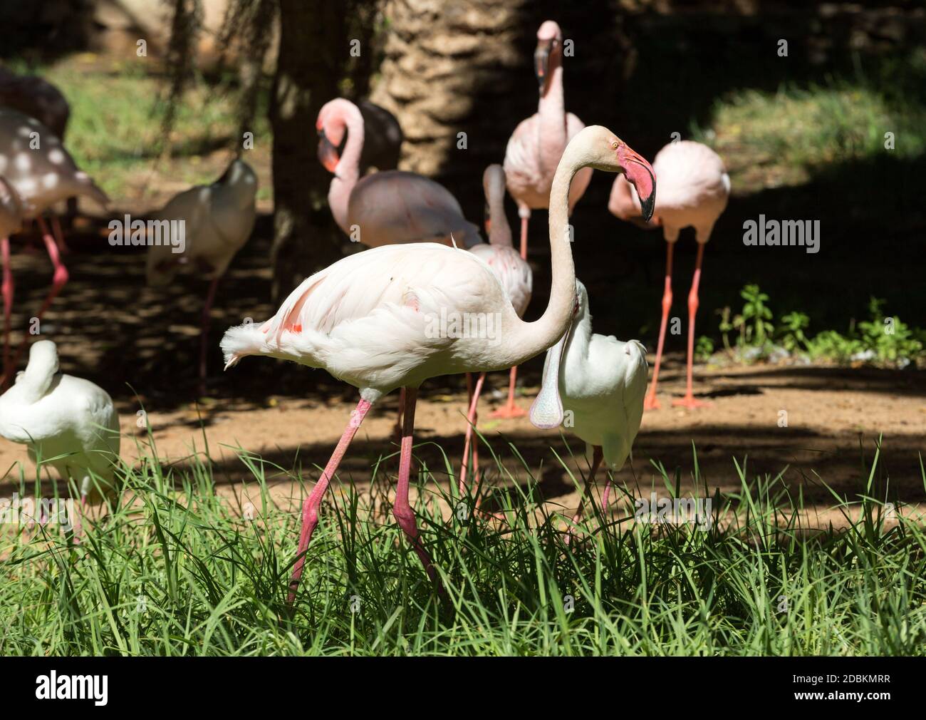 Nice pink big bird Greater Flamingo, Phoenicopterus ruber Stock Photo ...