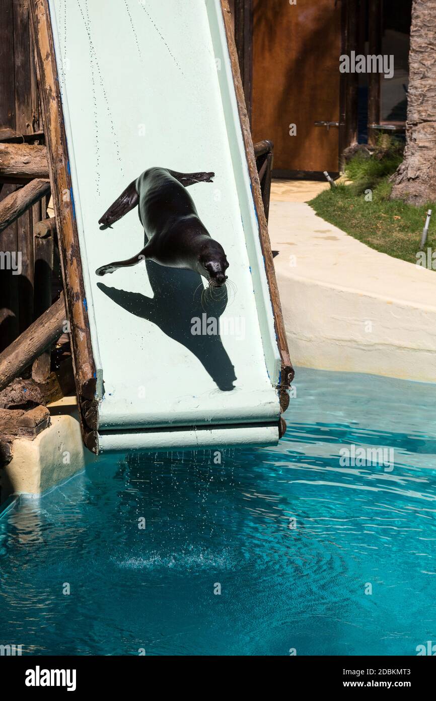 Zoo park pool scene hi-res stock photography and images - Alamy
