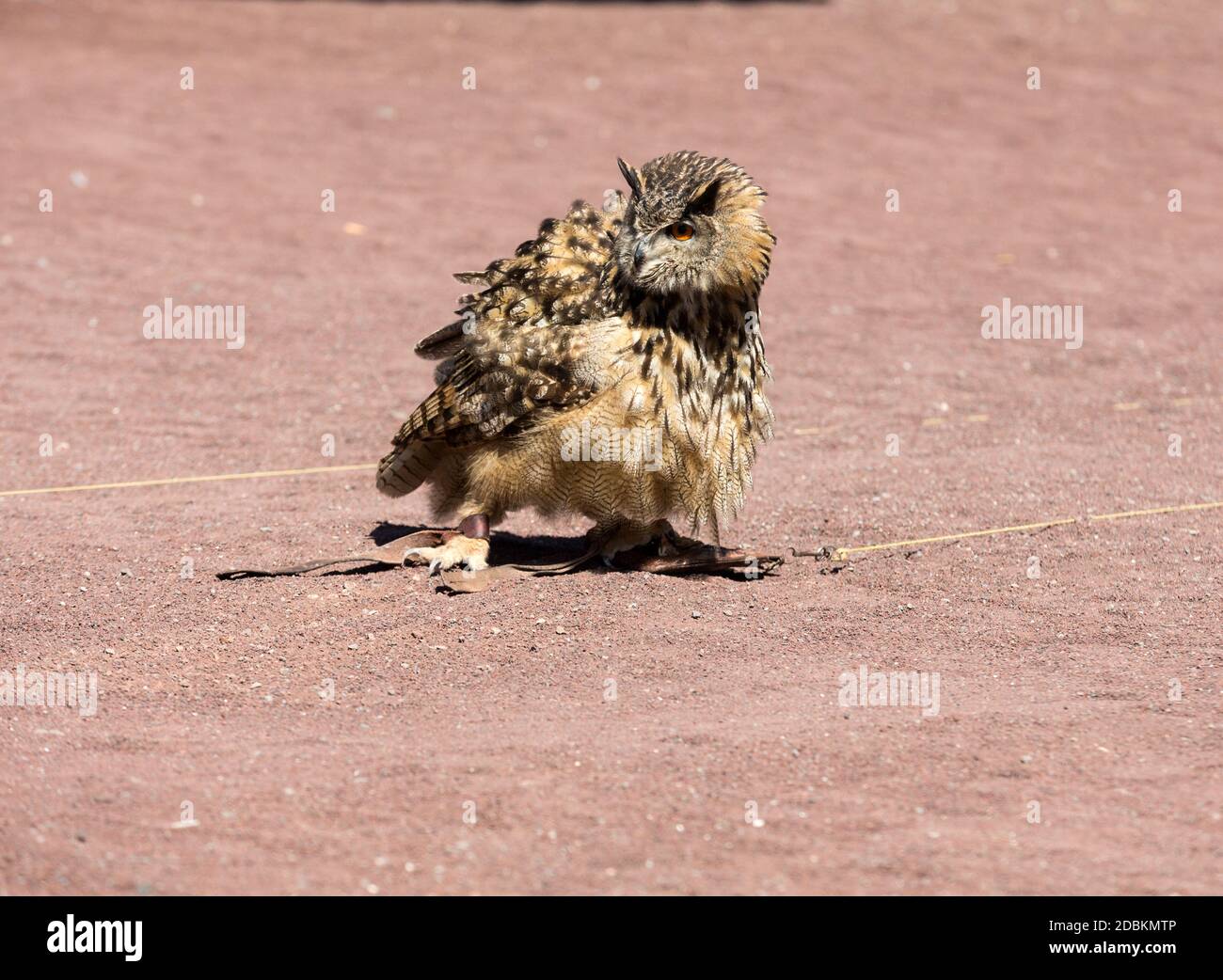 Order strigiformes hi-res stock photography and images - Alamy