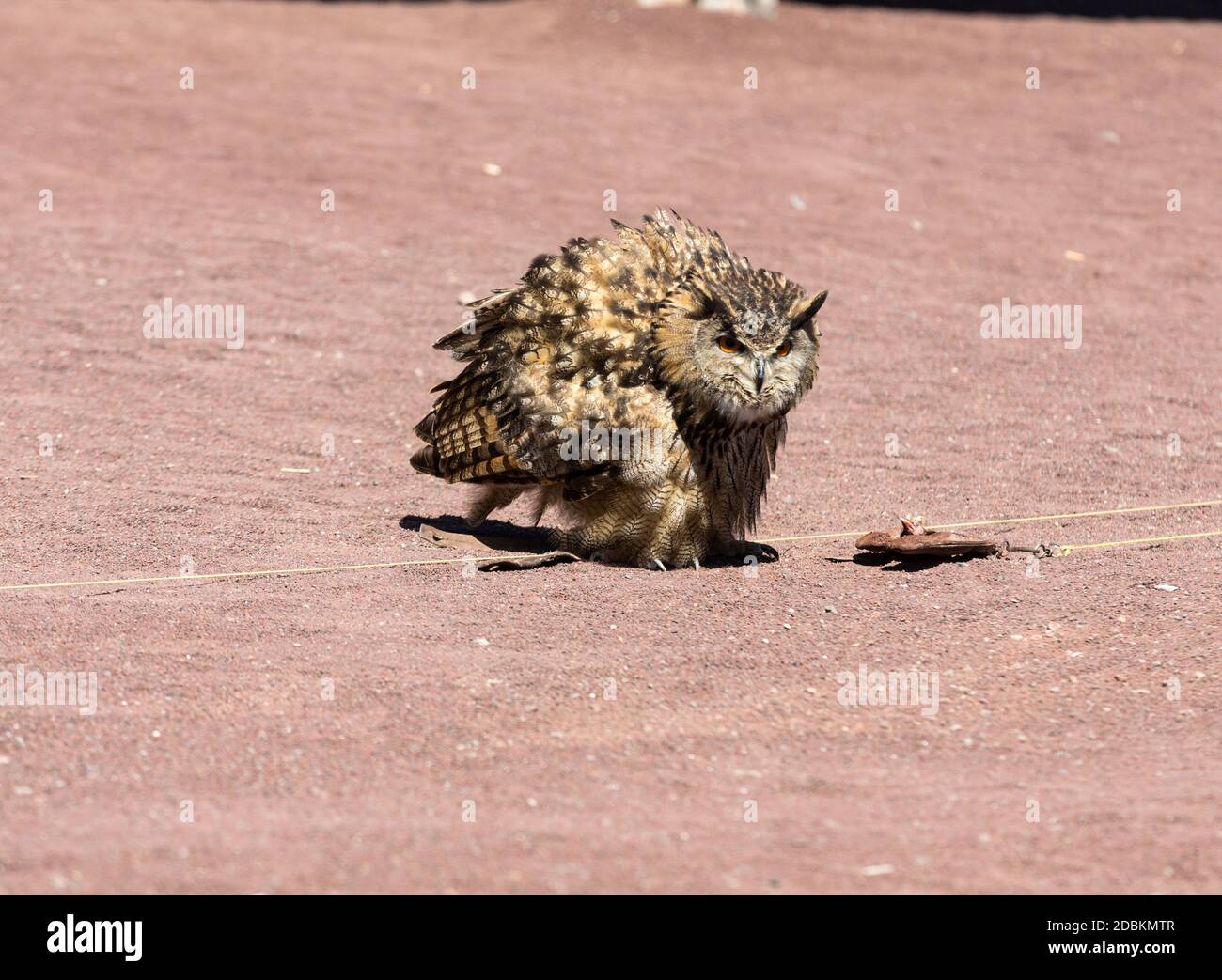 Owl - bird from the order Strigiformes Stock Photo - Alamy