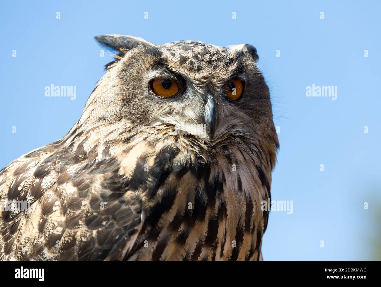 Owl - bird from the order Strigiformes Stock Photo - Alamy