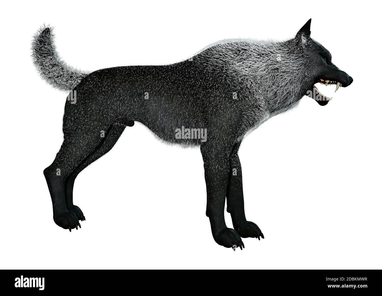 3D rendering of a black wolf isolated on white background Stock Photo ...