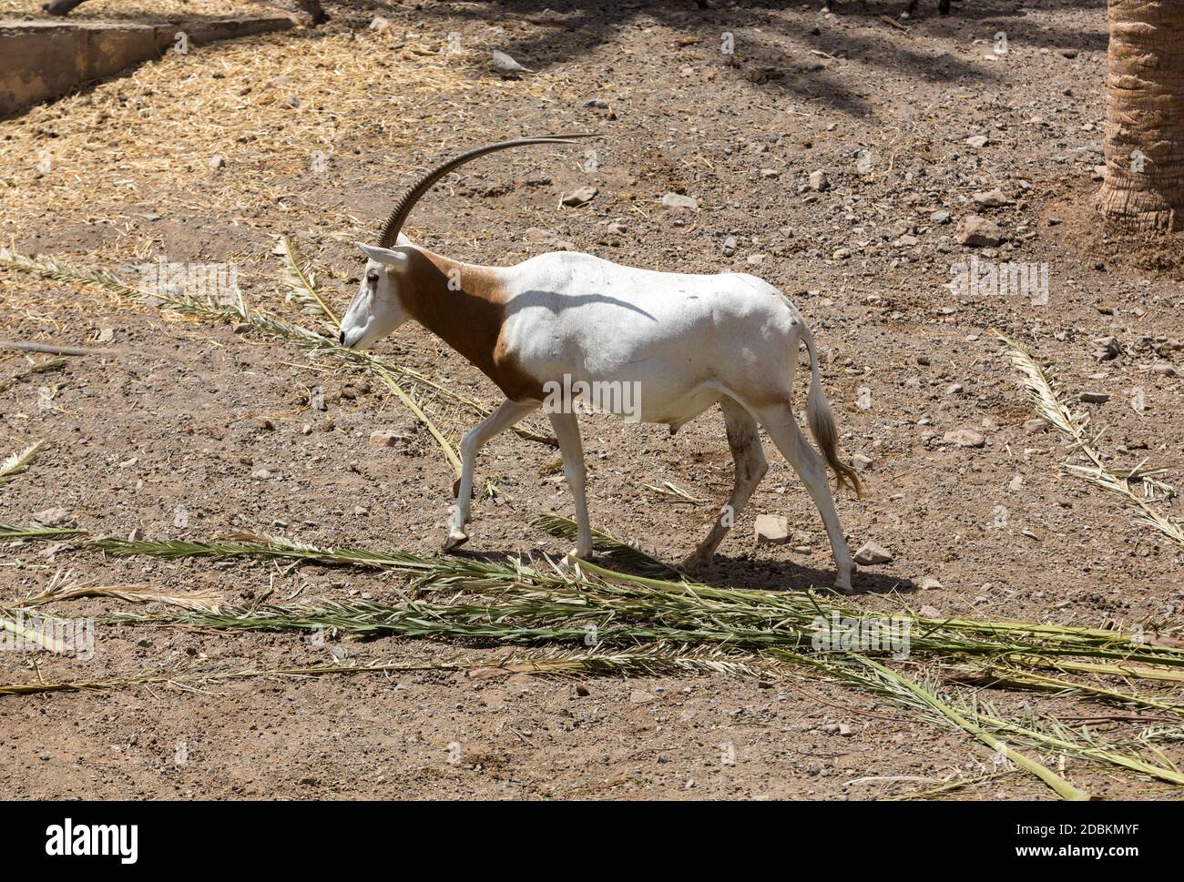 Emirate's park zoo hi-res stock photography and images - Alamy