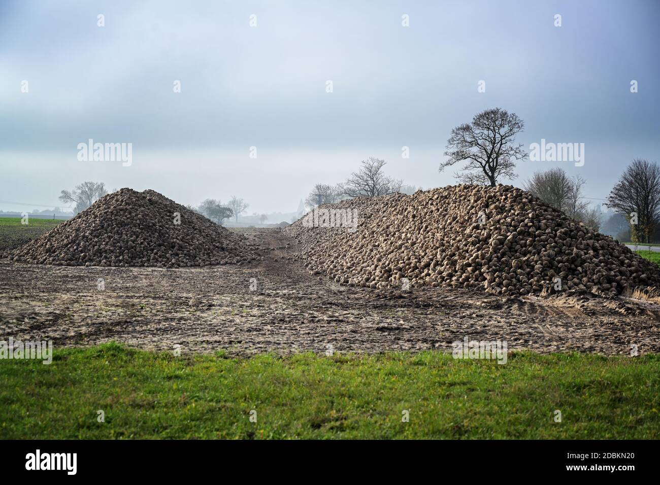 Sugar beet piles on the field after harvest, agriculture landscape on a ...