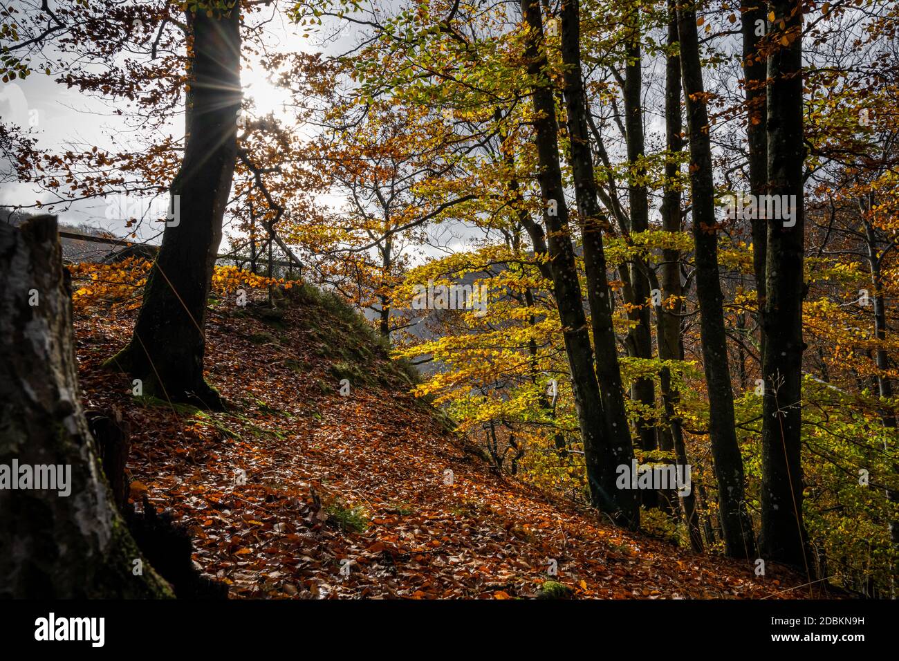 A beautiful view of colourful autumn forest. Picture from Soderasen ...