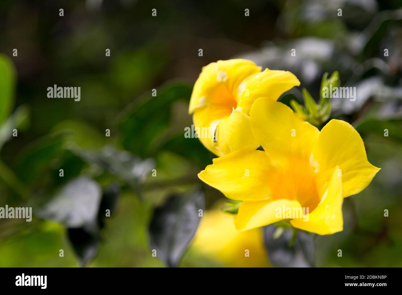 Equator flowers hi-res stock photography and images - Alamy