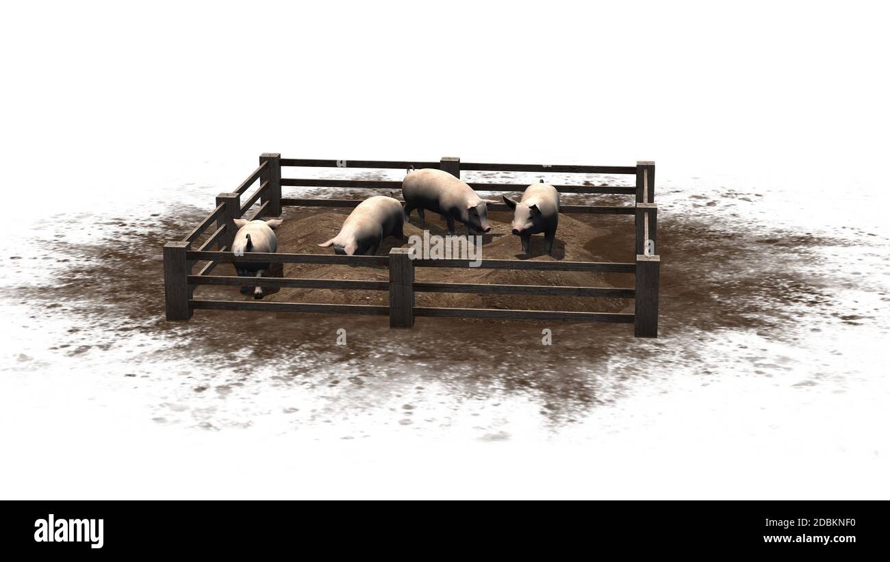 Pigs pig farm Cut Out Stock Images & Pictures - Alamy