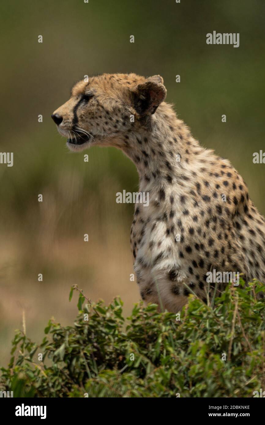 Female cheetah sits facing left behind bush Stock Photo - Alamy