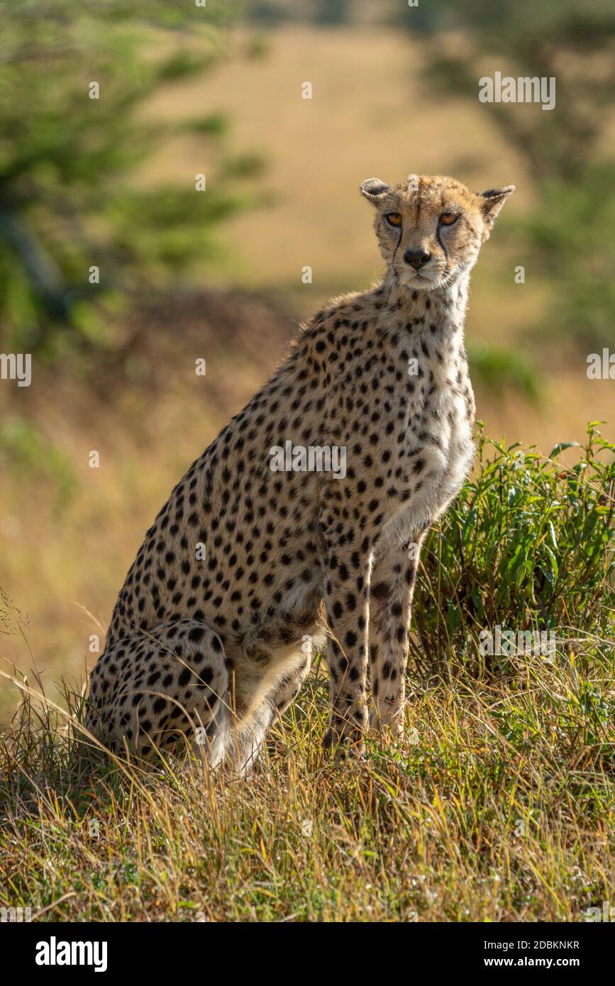 Female cheetah sits near trees in grass Stock Photo - Alamy
