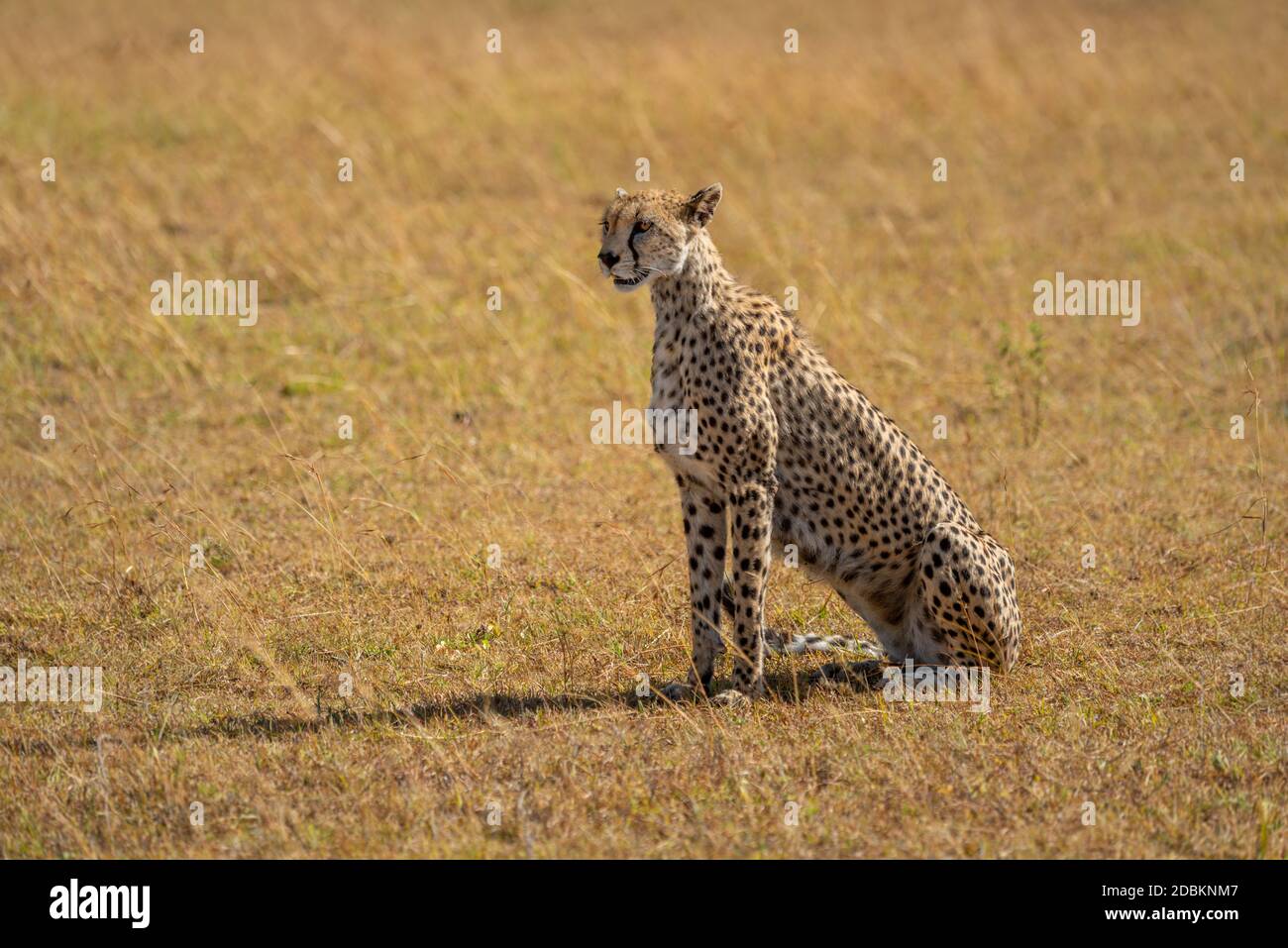 Cheetah shadow hi-res stock photography and images - Alamy
