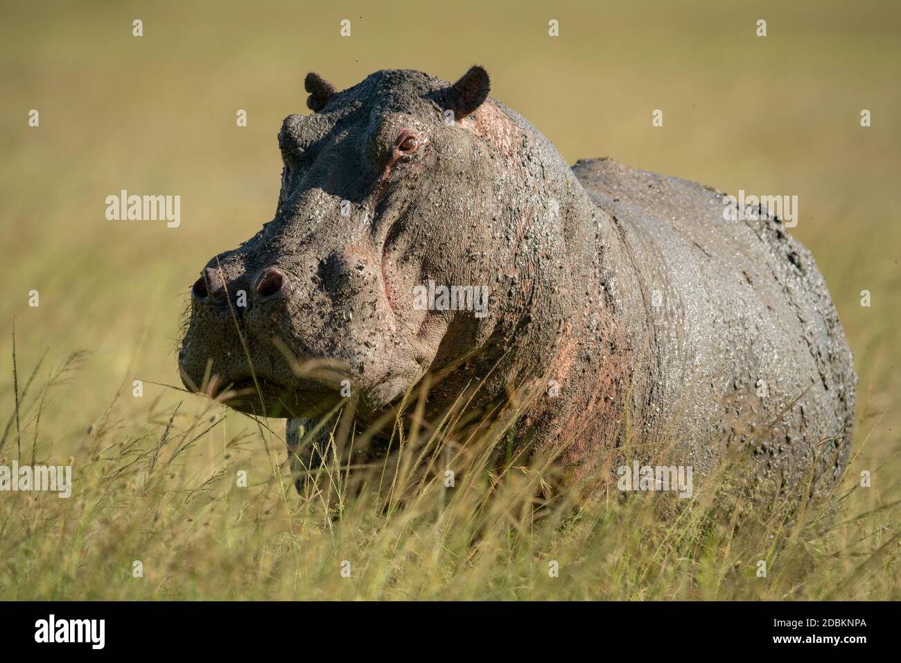 Hippo stands eyeing camera in tall grass Stock Photo - Alamy
