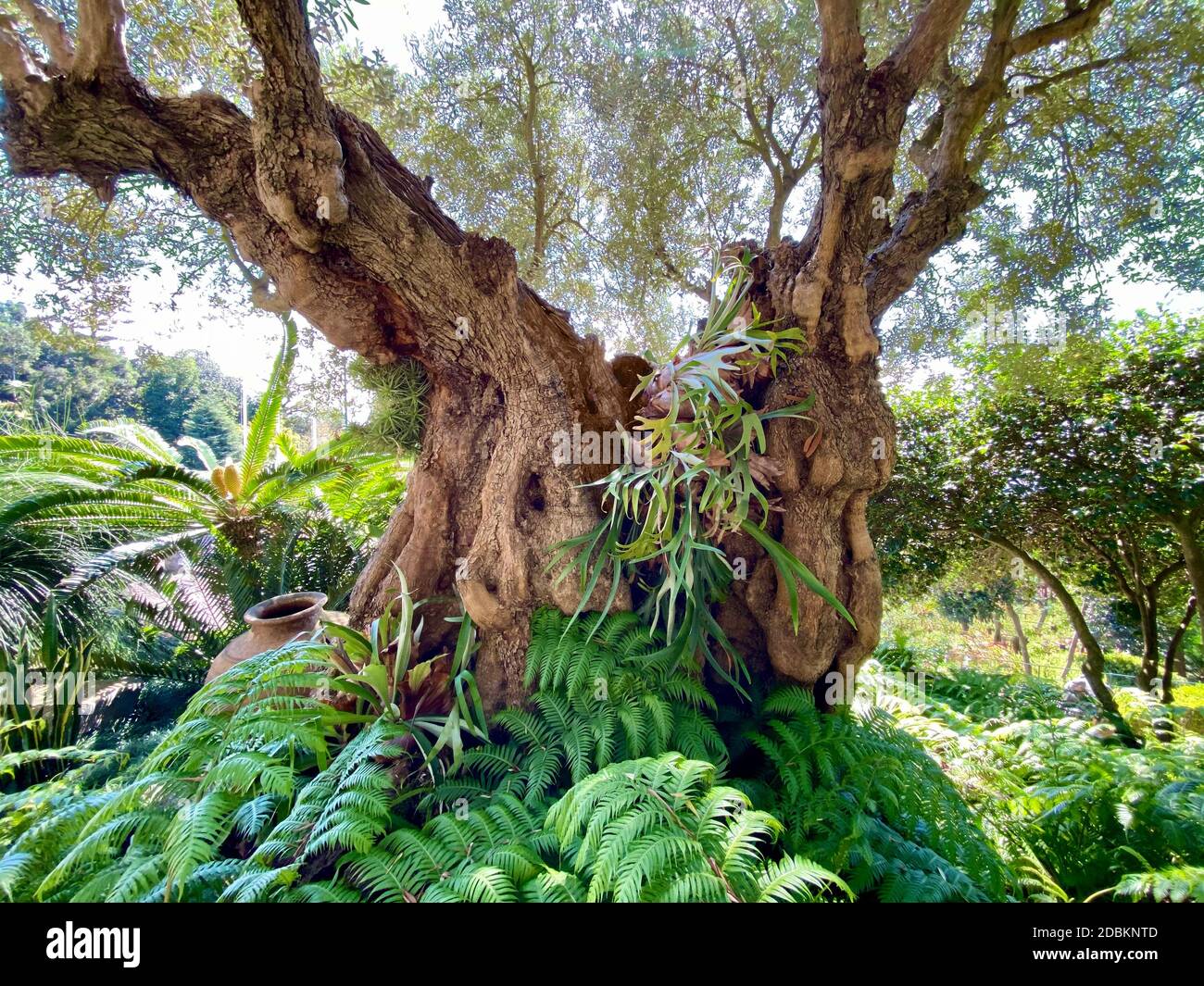 Olive tree garden hi-res stock photography and images - Alamy