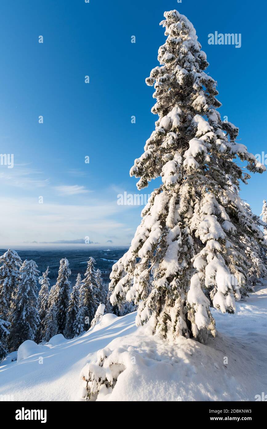 Winter landscape in Koli National Park, Finland Stock Photo - Alamy