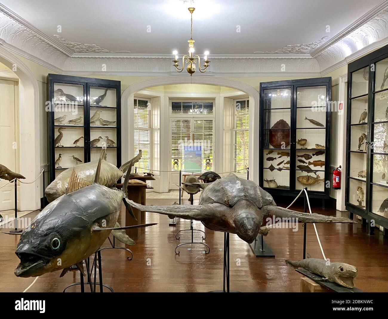 Empty Museum Display Case