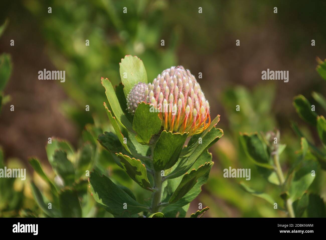 Beautiful blossoms of a Tree Artichoke, the National Flower of South ...