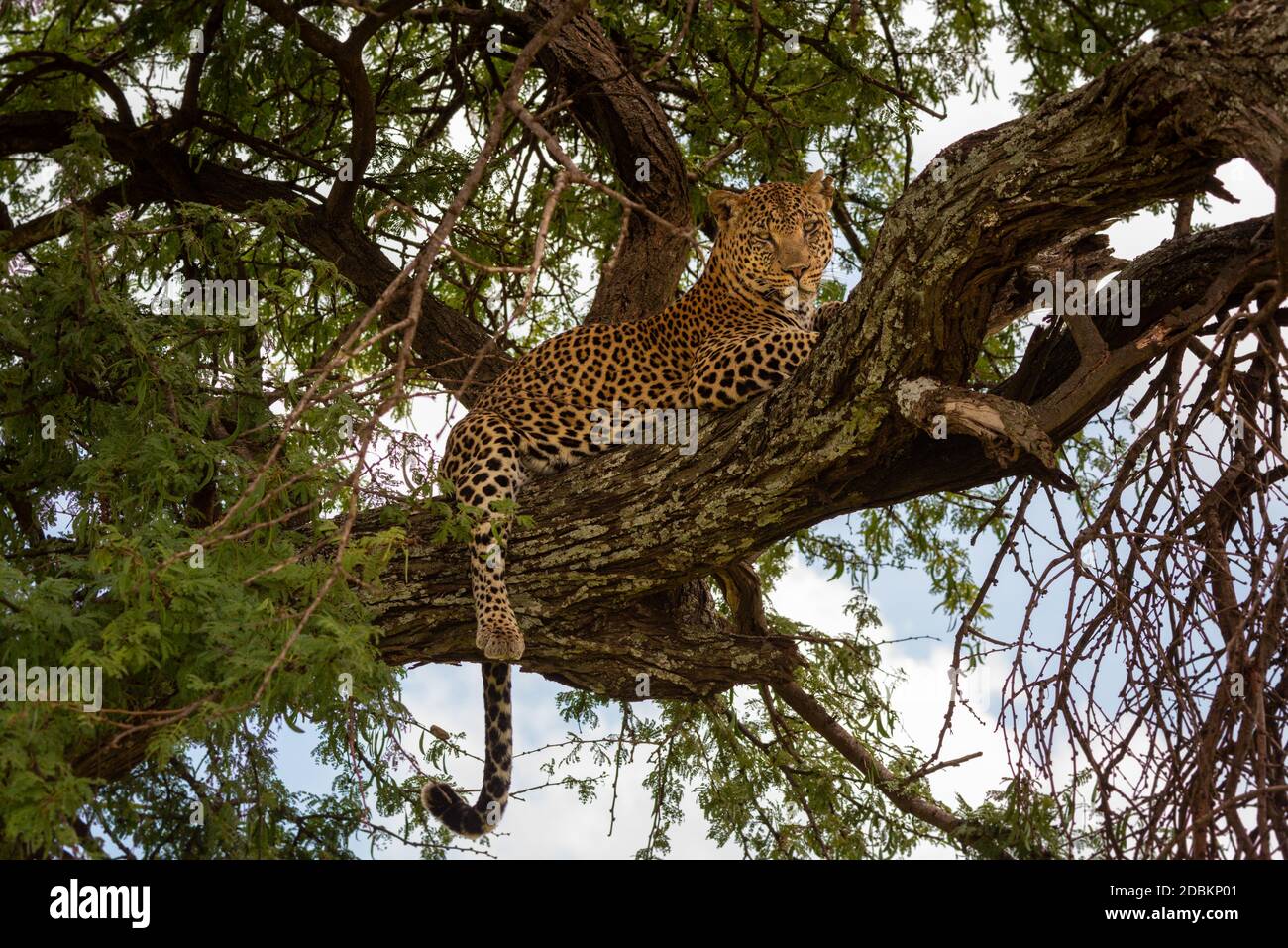 Straddling tree hi-res stock photography and images - Alamy