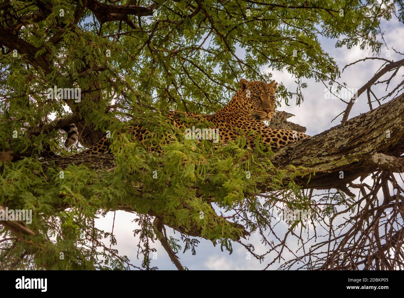 Leopard lies hi-res stock photography and images - Alamy