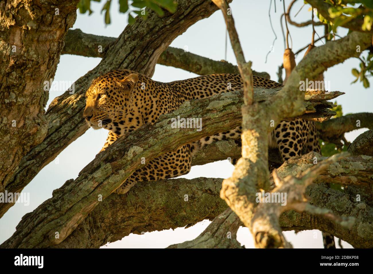 Leopard lies in tree staring through branches Stock Photo - Alamy