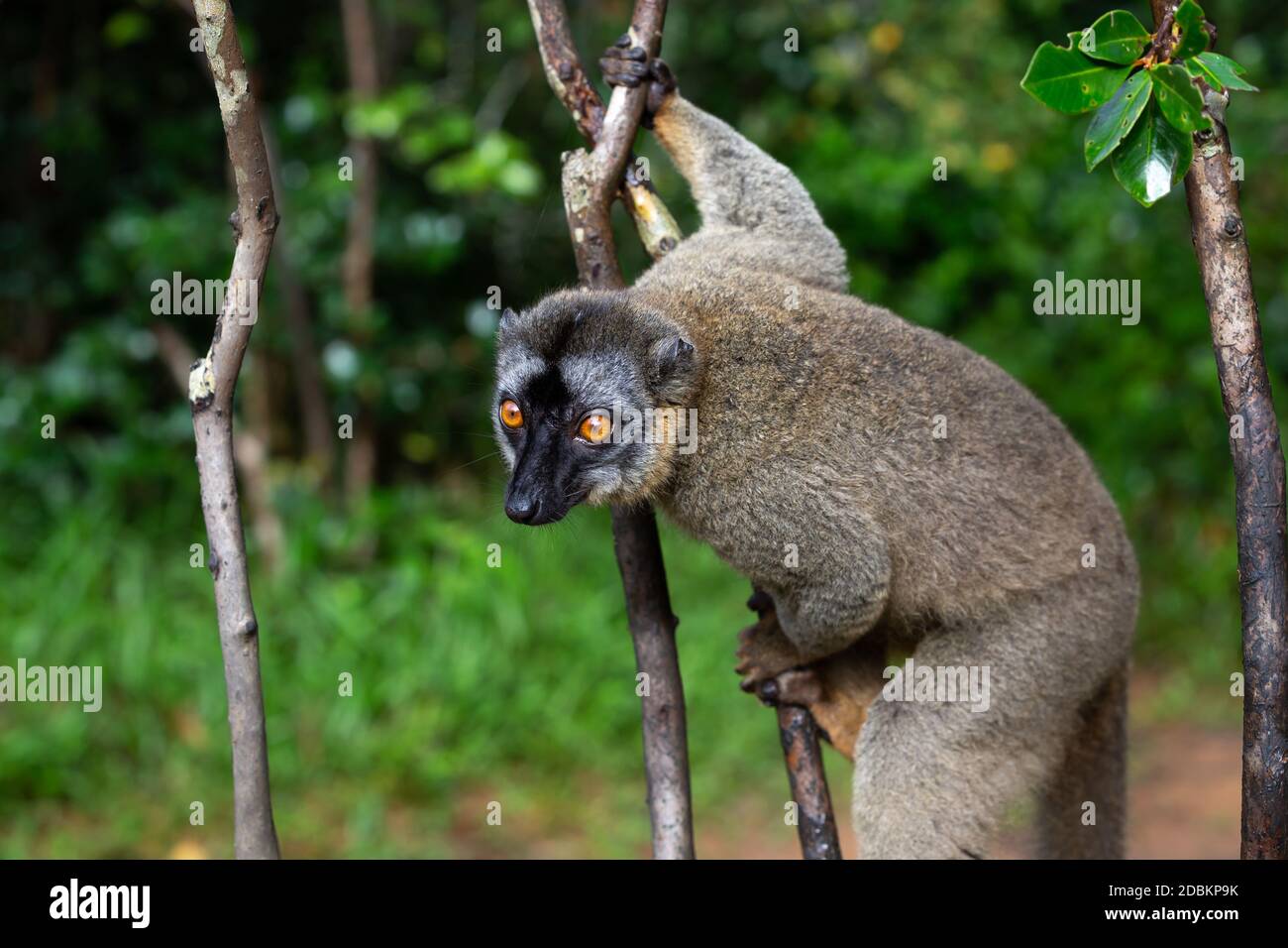 The Lemurs in a rain forest on the trees, hopping from tree to tree ...