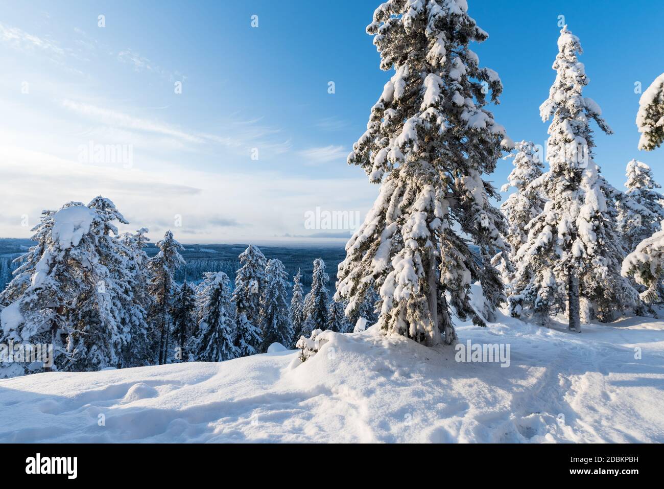 Snowy winter landscape in Koli National Park, Finland Stock Photo - Alamy