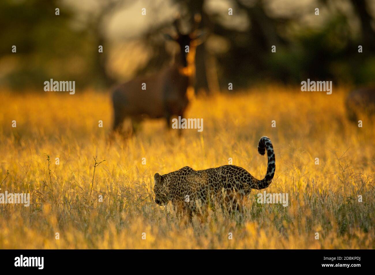 Horned leopard hi-res stock photography and images - Alamy