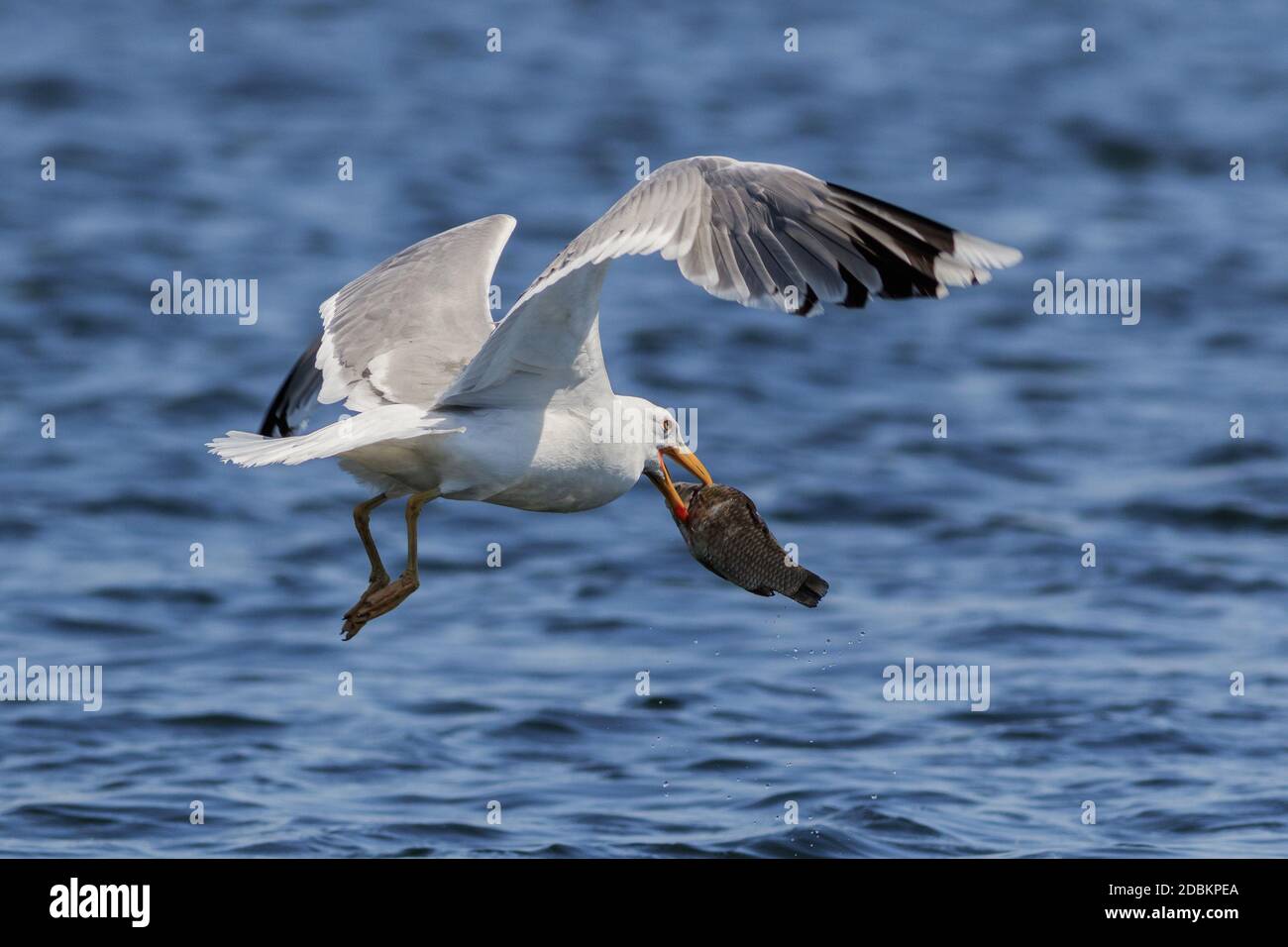 seagull eating fish in Danube Delta Romania Stock Photo - Alamy