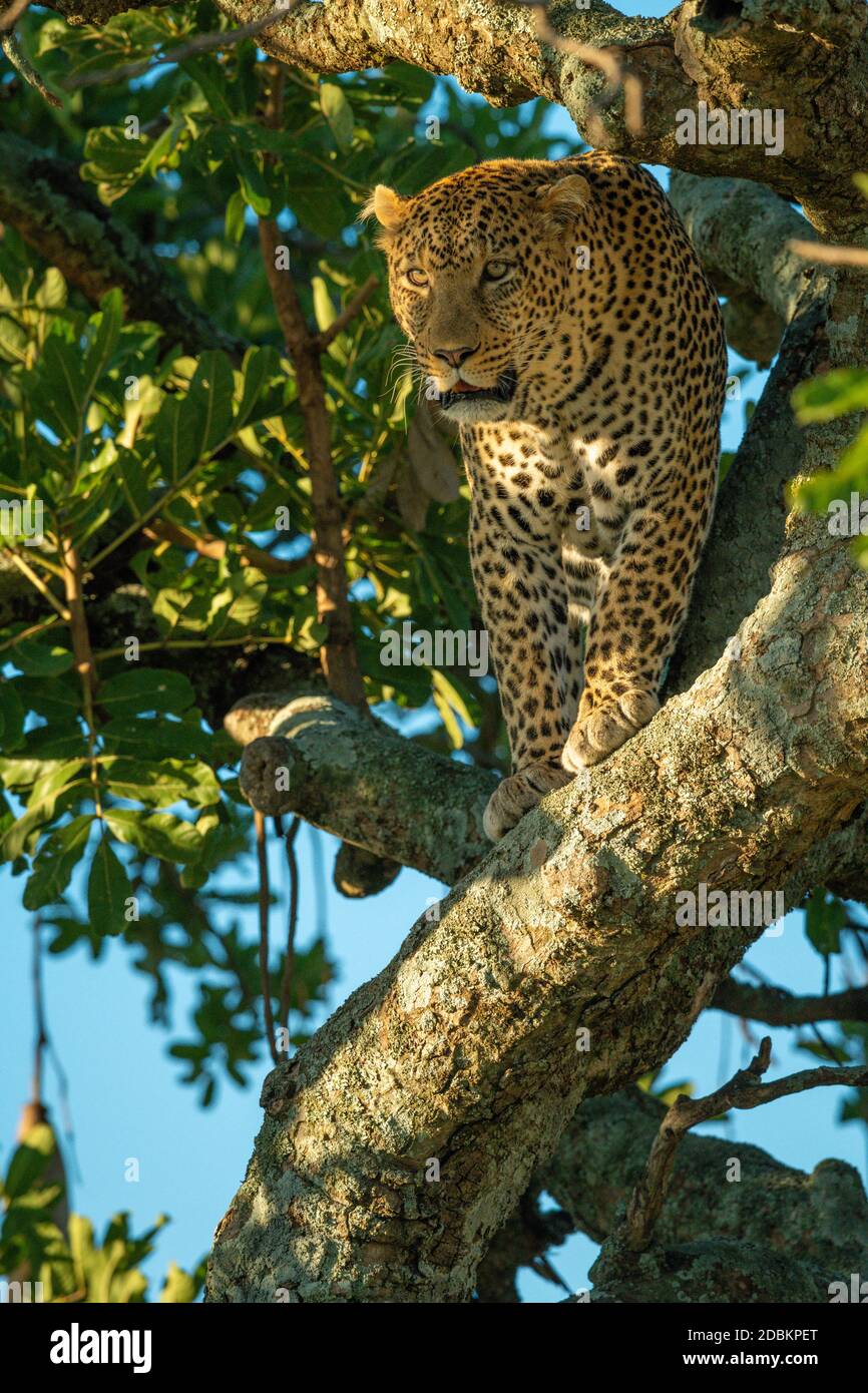 Leopard Stands High Resolution Stock Photography and Images - Alamy