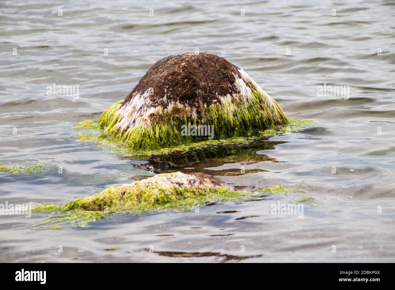 Ocean sea seaweed rocks hi-res stock photography and images - Alamy
