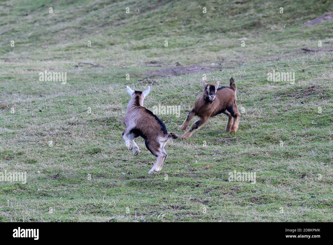 German goat with a baby on a meadow Stock Photo - Alamy