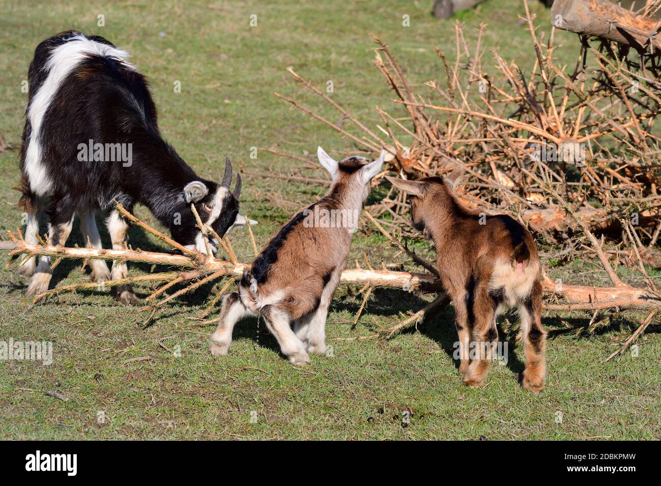 German goat with a baby on a meadow Stock Photo - Alamy