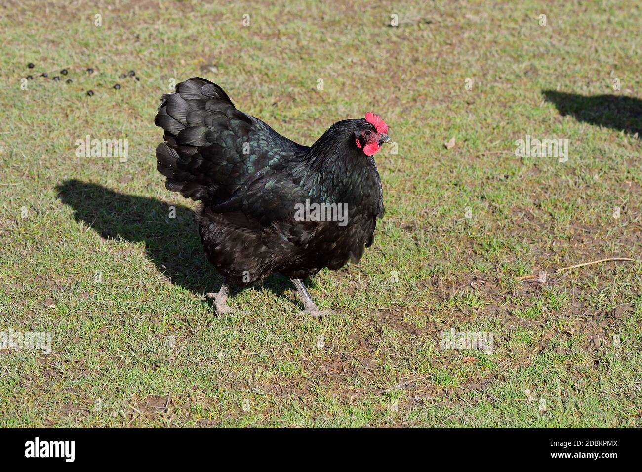Australorp chicken on a farm in the spring Stock Photo - Alamy