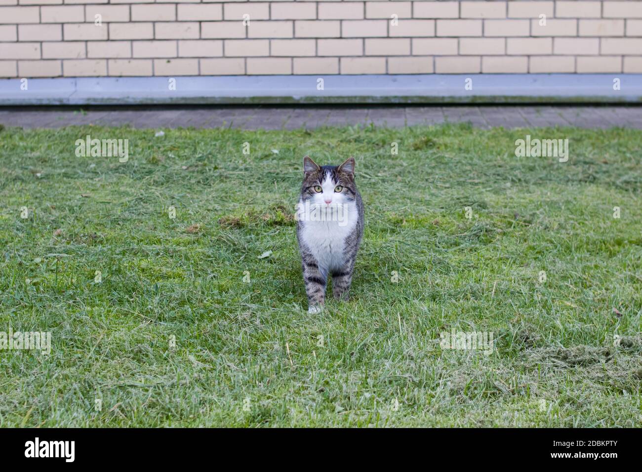 Gray stray cat on green grass close up Stock Photo - Alamy