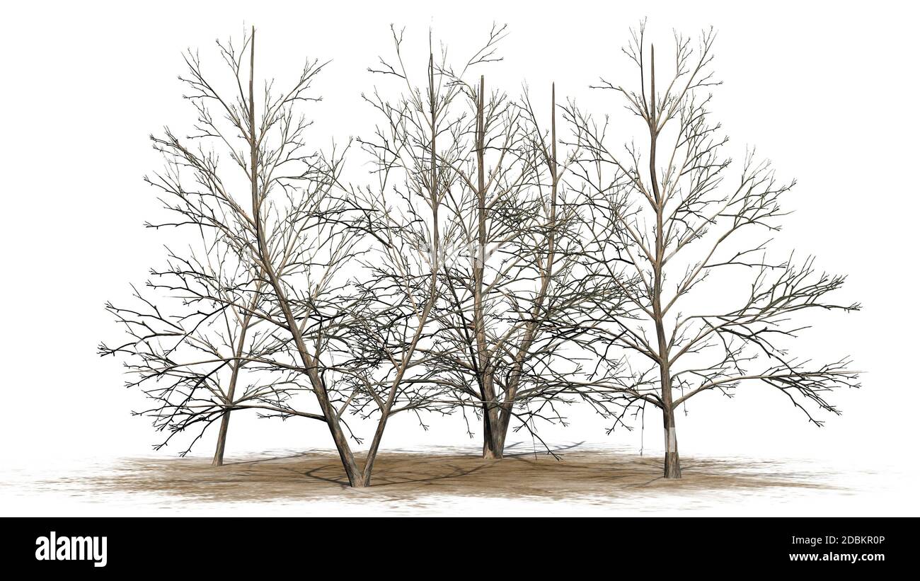 Korean tree hi-res stock photography and images - Alamy