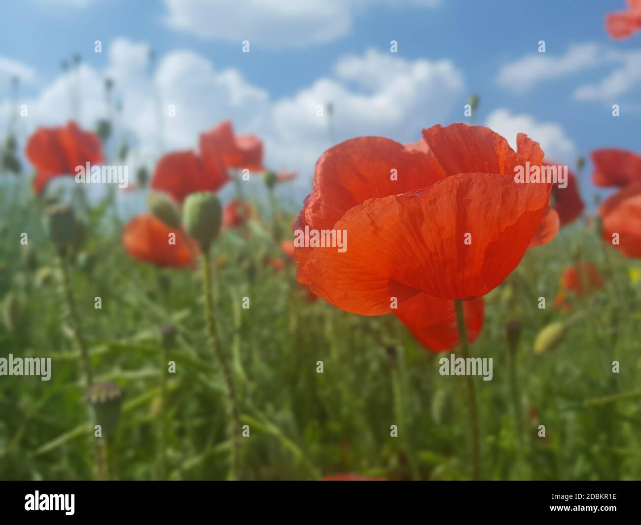 Red Poppies on the field border Stock Photo - Alamy
