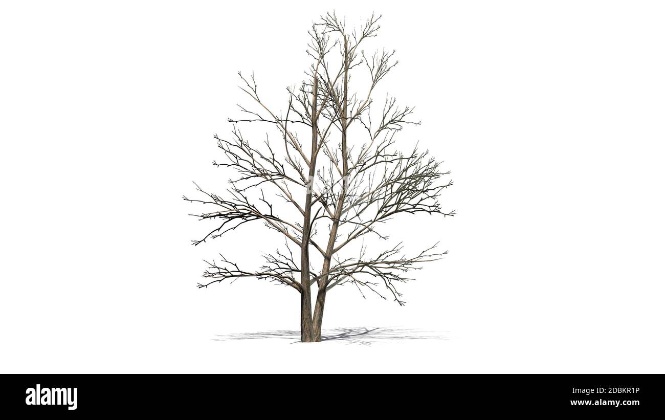 Korean Stewartia tree winter - separated on white background Stock ...