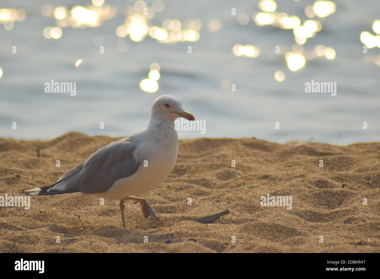 Seagull on the beach Stock Photo - Alamy