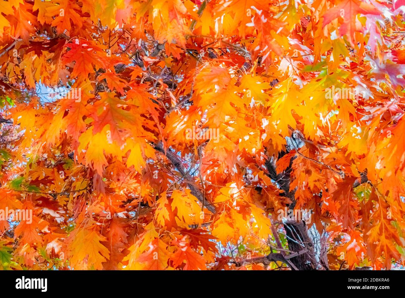 Tree back lit by the sun hi-res stock photography and images - Alamy