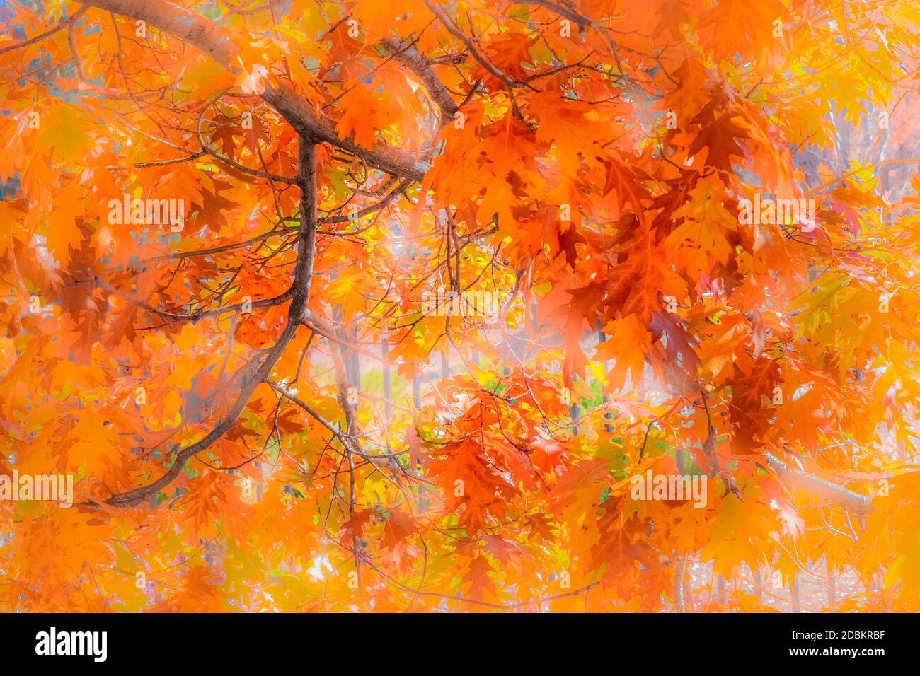 Fall scene backgrounds hi-res stock photography and images - Alamy