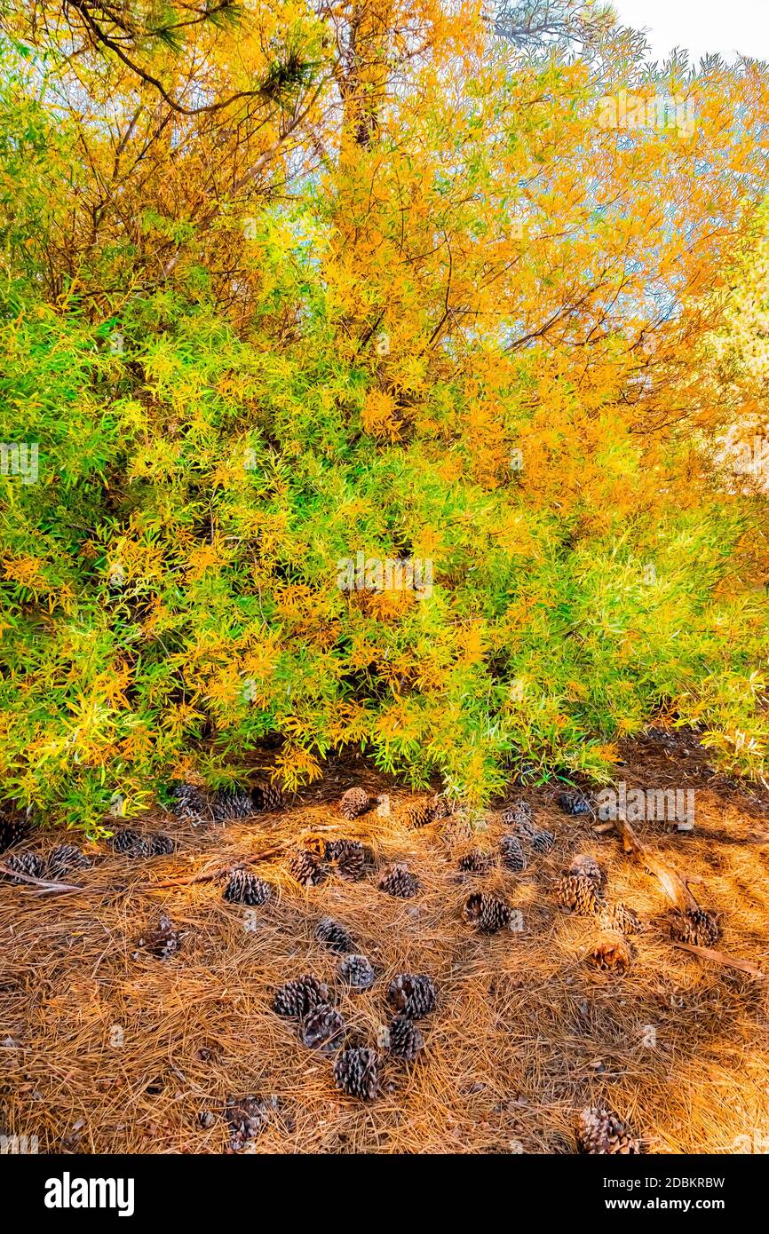 Cone needles tree trees nature hi-res stock photography and images - Alamy