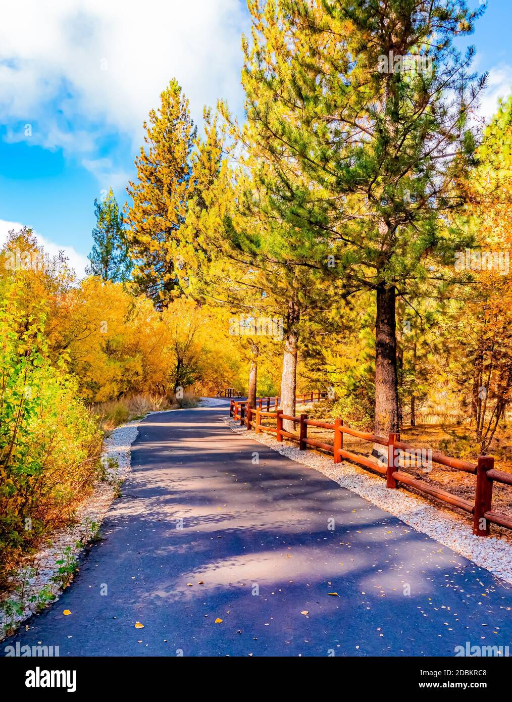 Pathway in green forest hi-res stock photography and images - Alamy