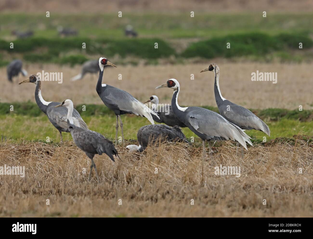 White-naped Crane (Antigone vipio) & Hooded Crane (Grus monacha). group ...