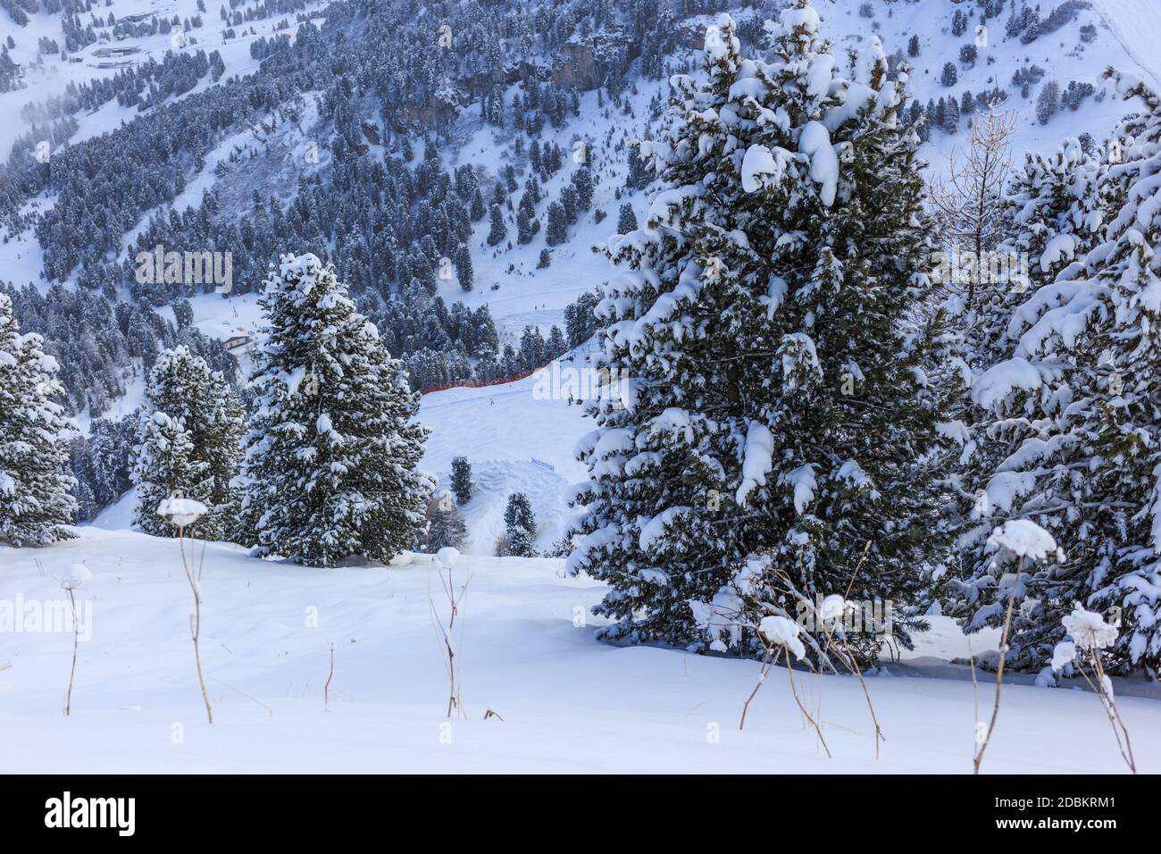 Fresh snow and pine trees, Val Gardena, Dolomites, Italy Stock Photo ...