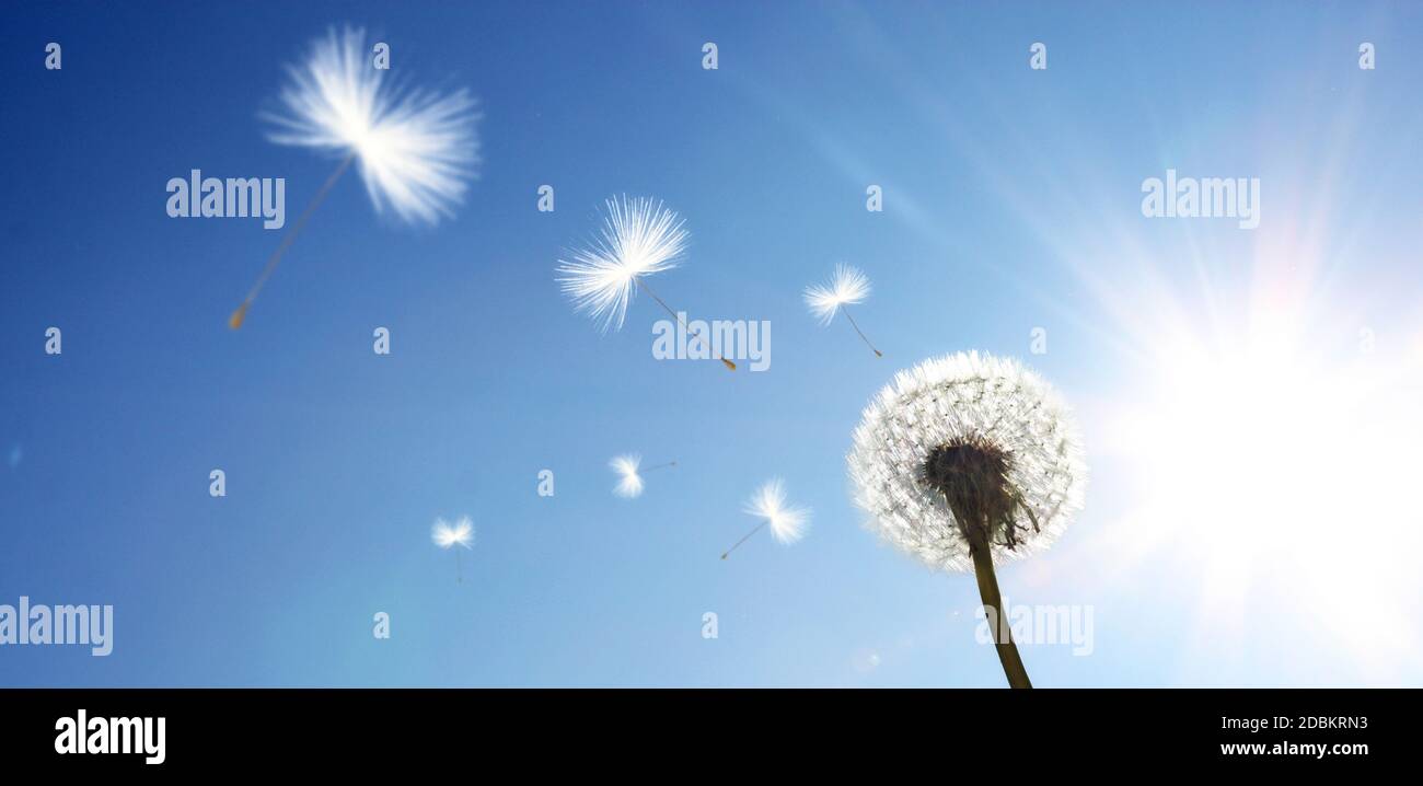 Beautiful dreamy spring nature backgound Stock Photo - Alamy