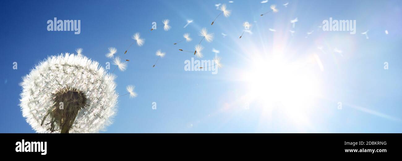 Beautiful dreamy spring nature backgound Stock Photo - Alamy
