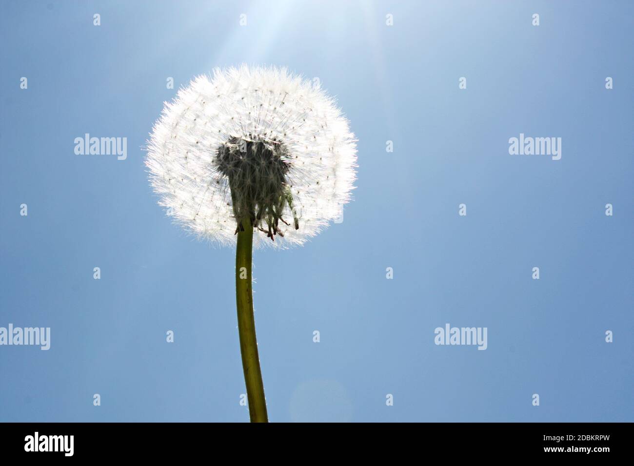 Beautiful dreamy spring nature backgound Stock Photo - Alamy