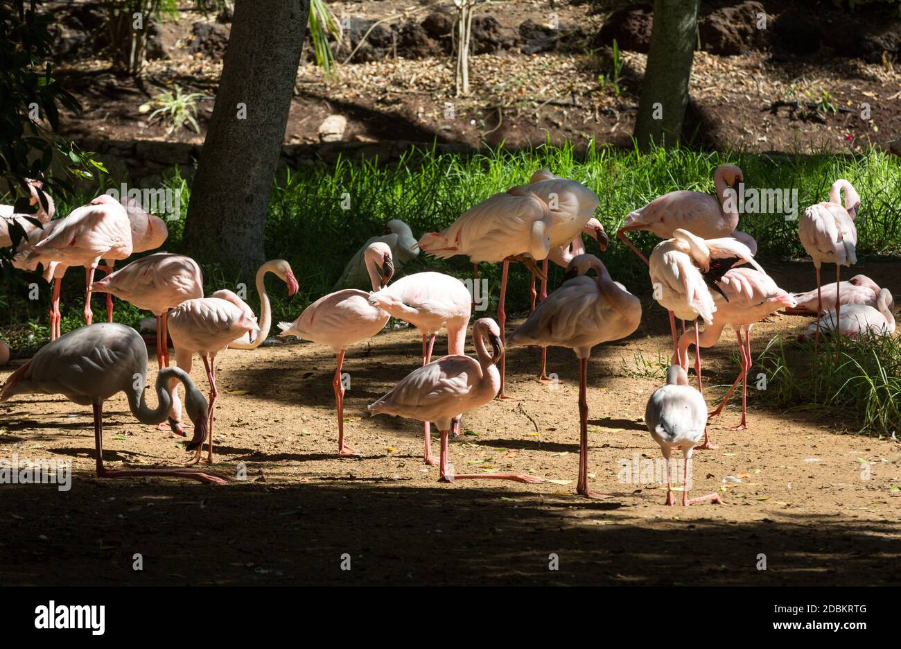 Nice pink big bird Greater Flamingo, Phoenicopterus ruber Stock Photo ...