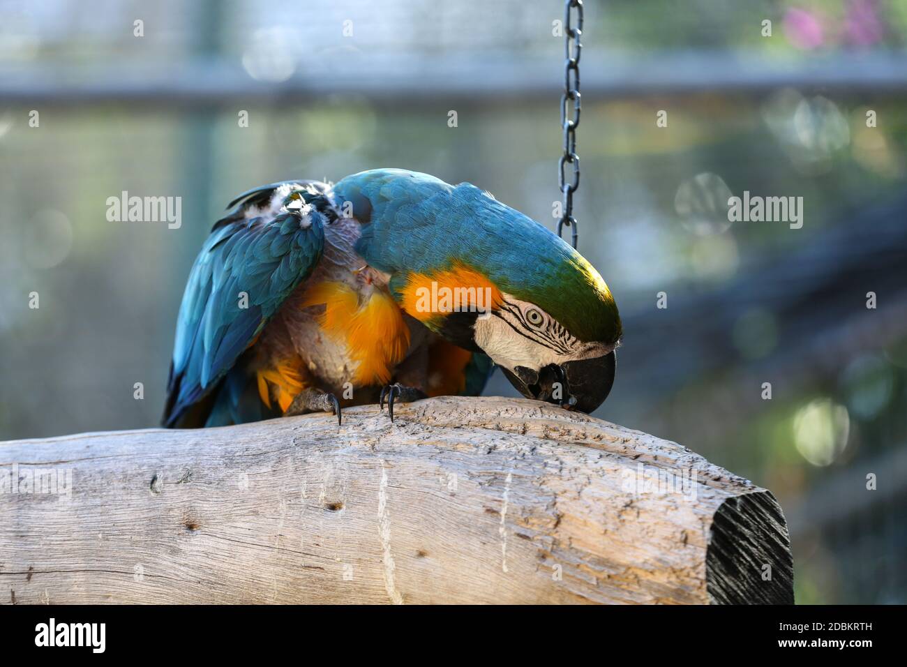 Colorful single parrot sitting on log Stock Photo - Alamy