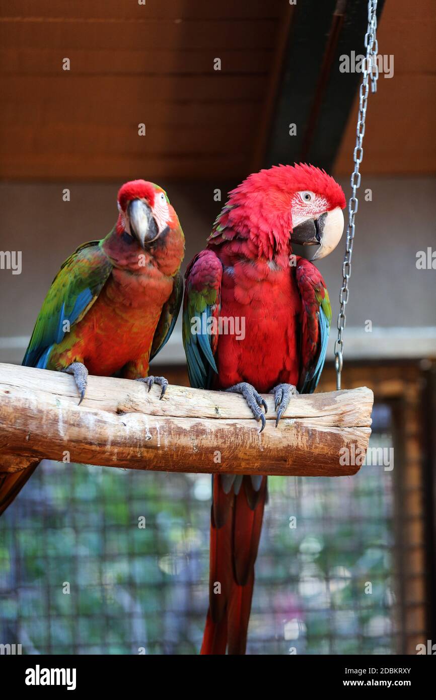 Colorful couple macaws sitting on log Stock Photo - Alamy