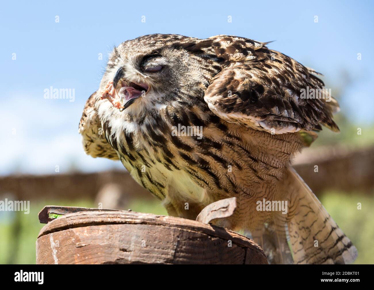 Owl - bird from the order Strigiformes Stock Photo - Alamy