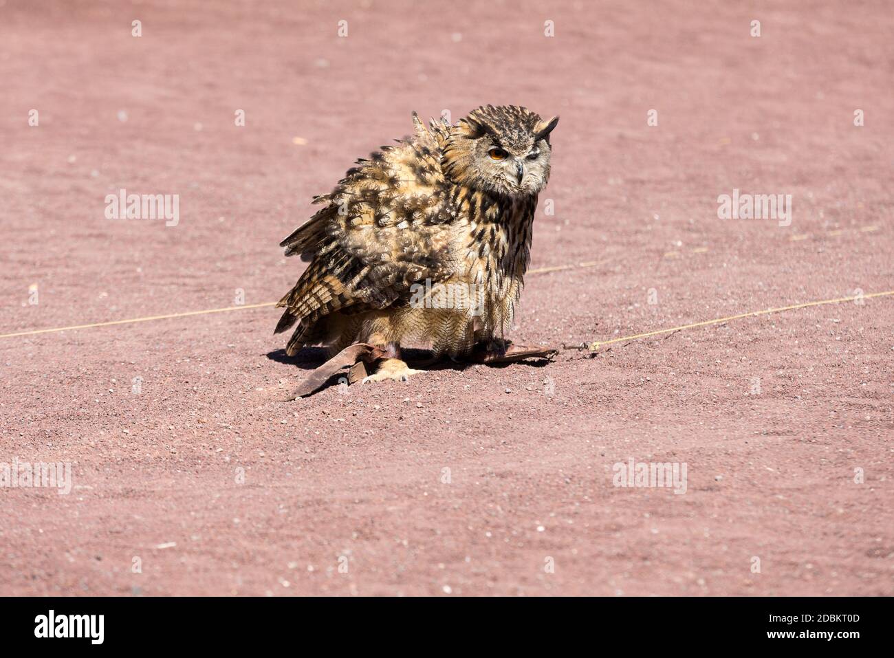 Order strigiformes hi-res stock photography and images - Alamy